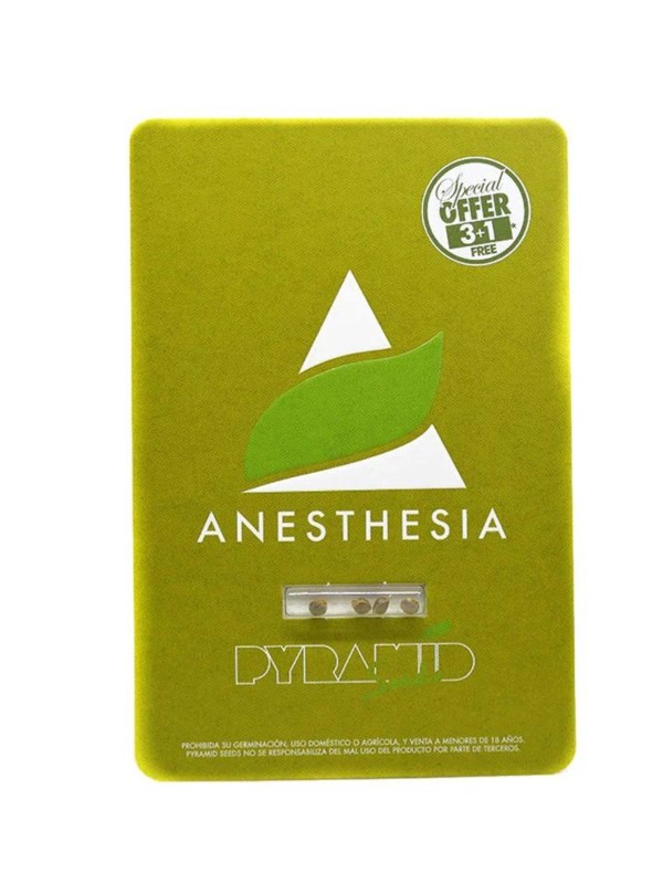ANESTHESIA FEM X3+1 Pyramid Seeds