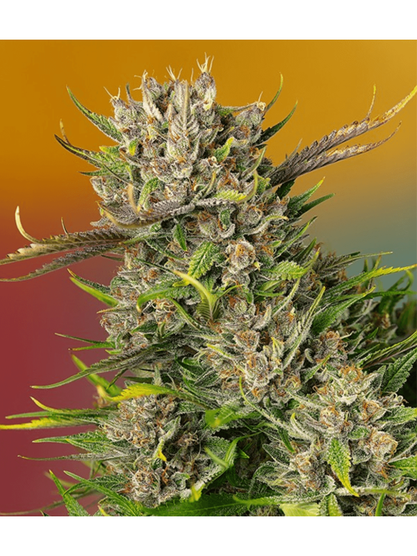 Papaya Zoap Auto X3+1 Sweet Seeds